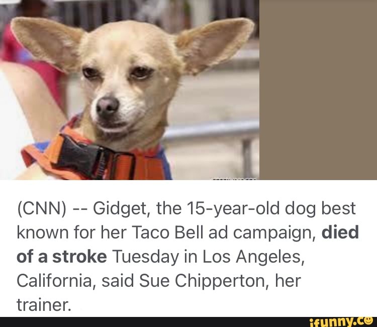 Gidget memes. Best Collection of funny Gidget pictures on iFunny