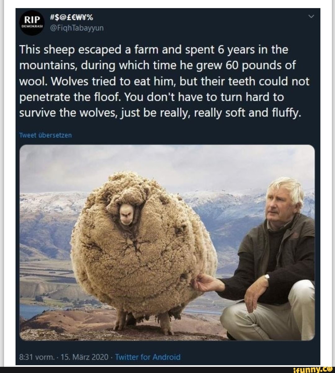 Aw - RIP yyun This sheep escaped a farm and spent 6 years in the ...