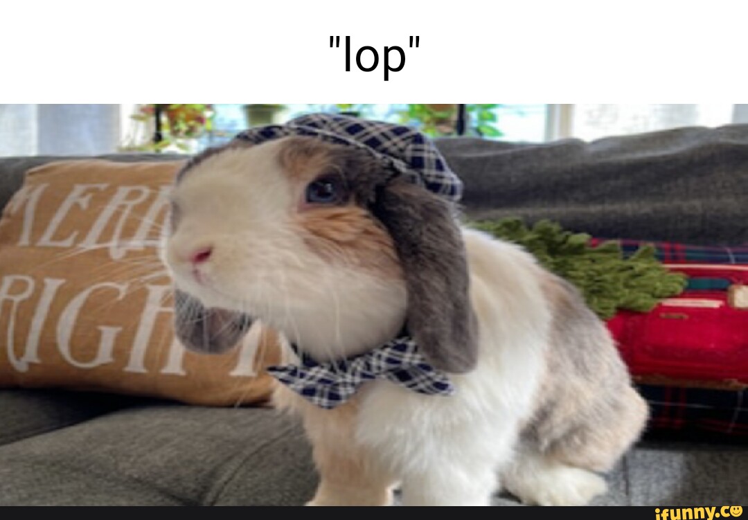 Lopbunny memes. Best Collection of funny Lopbunny pictures on iFunny