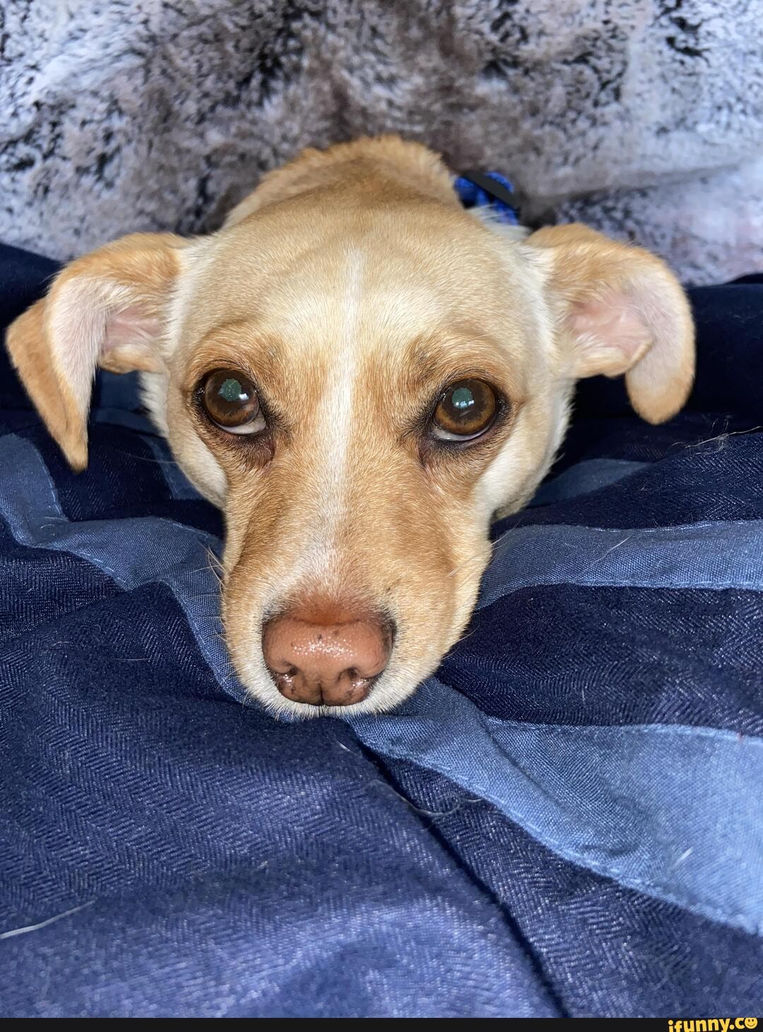 Pitiful memes. Best Collection of funny Pitiful pictures on iFunny