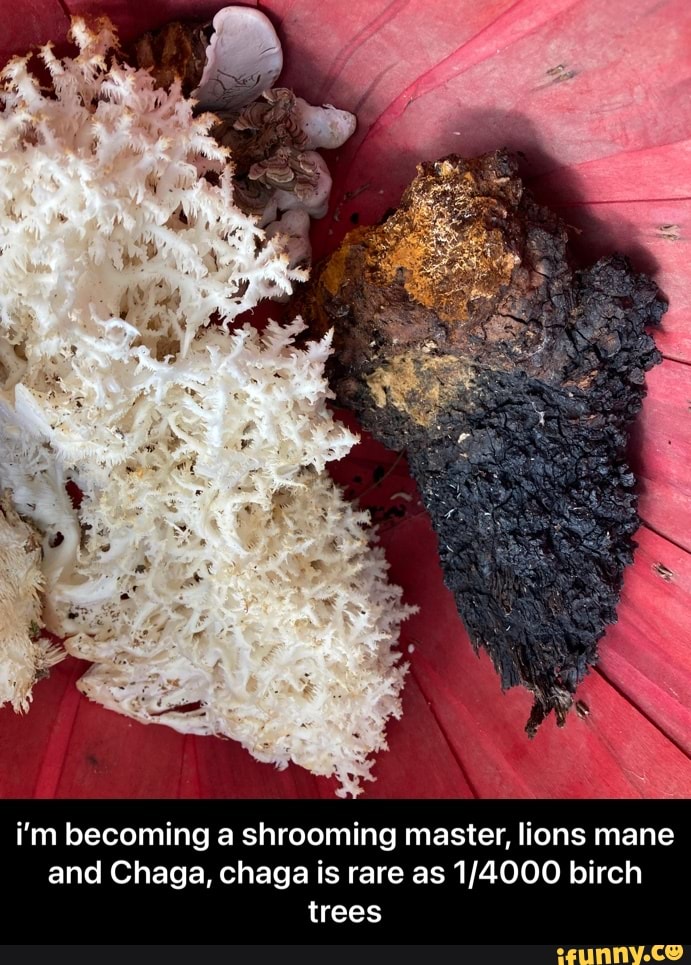 Shrooming memes. Best Collection of funny Shrooming pictures on iFunny