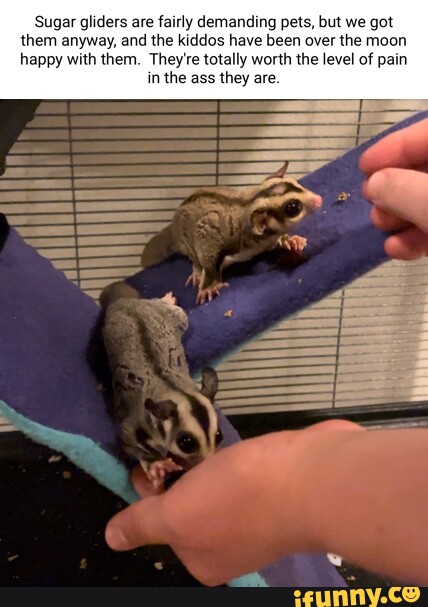 Gliders memes. Best Collection of funny Gliders pictures on iFunny