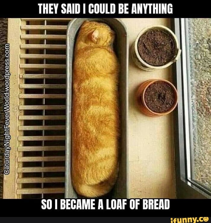 THEY SAID I COULD BE ANYTHING SO BECAME A LOAF OF BREAD - iFunny
