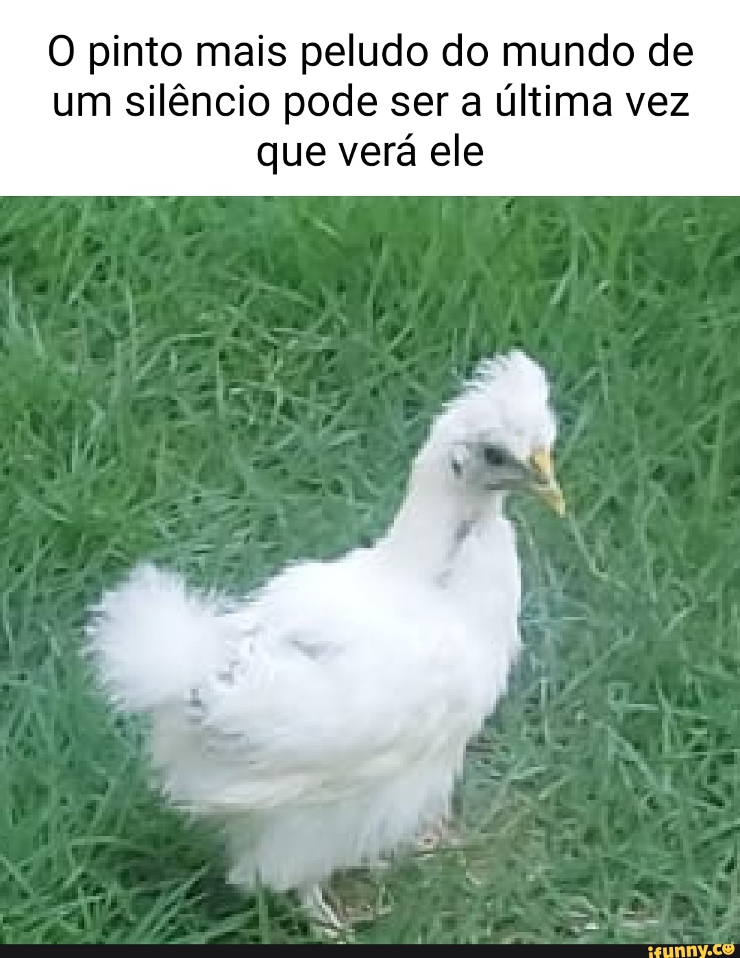 O pinto mais peludo do mundo de um silêncio pode ser a última vez que ...