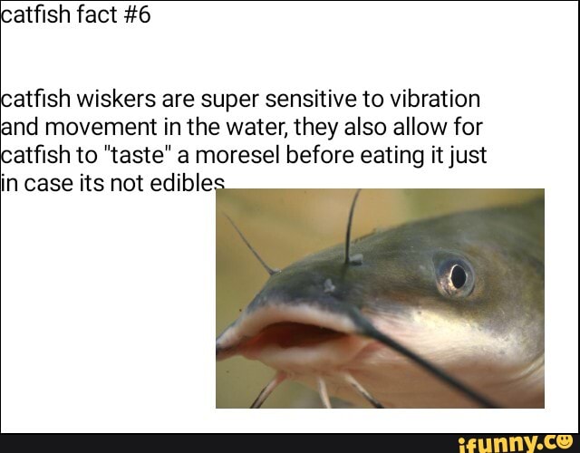 Atfish wiskers are super sensitive to vibration nd movement in the ...