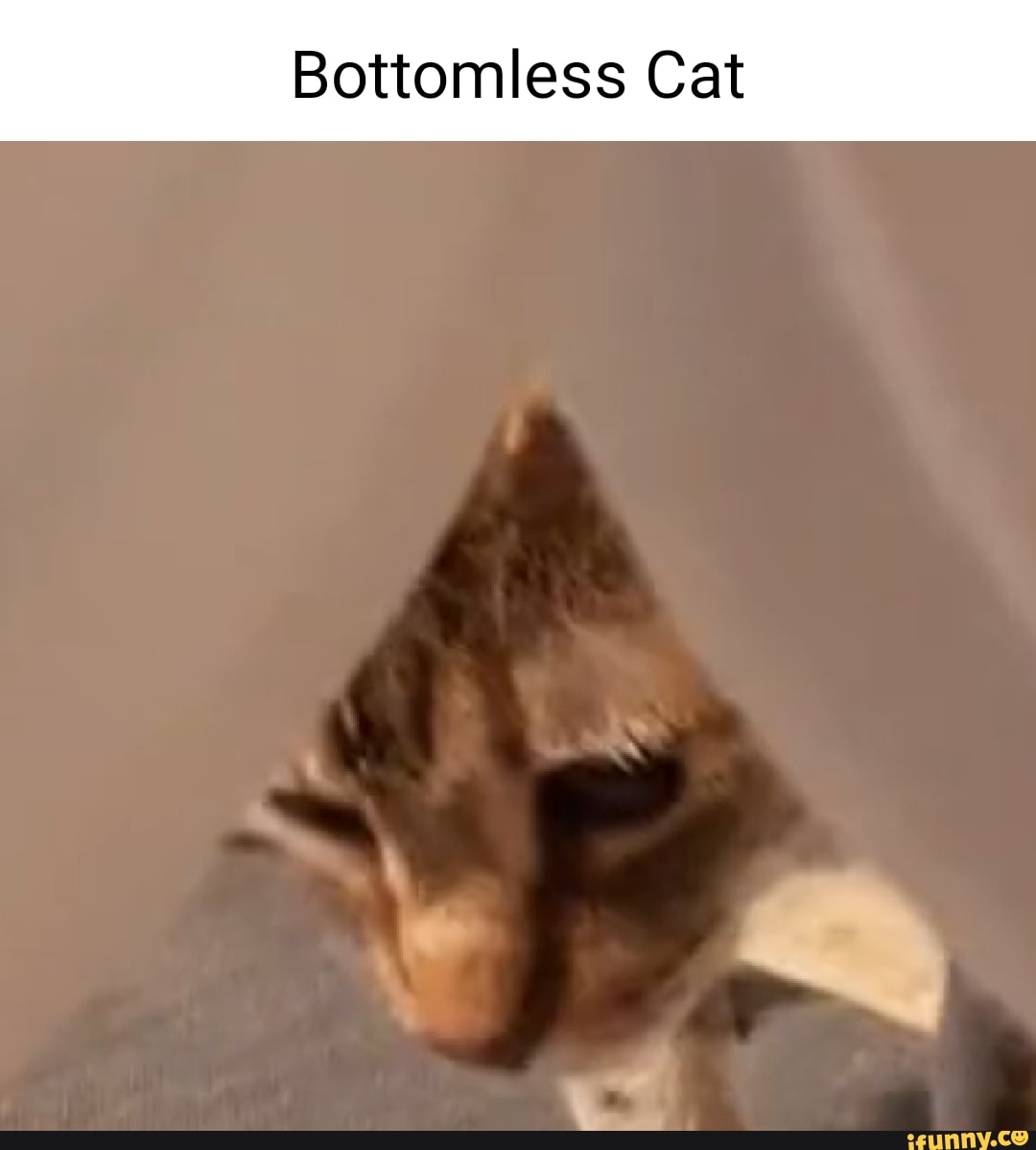Bottomless Cat - iFunny