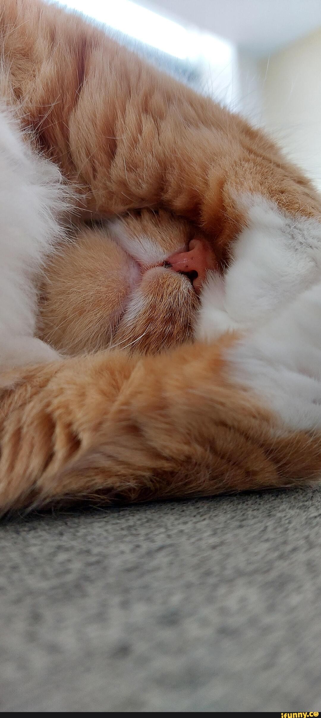 Ginger_cat memes. Best Collection of funny Ginger_cat pictures on iFunny