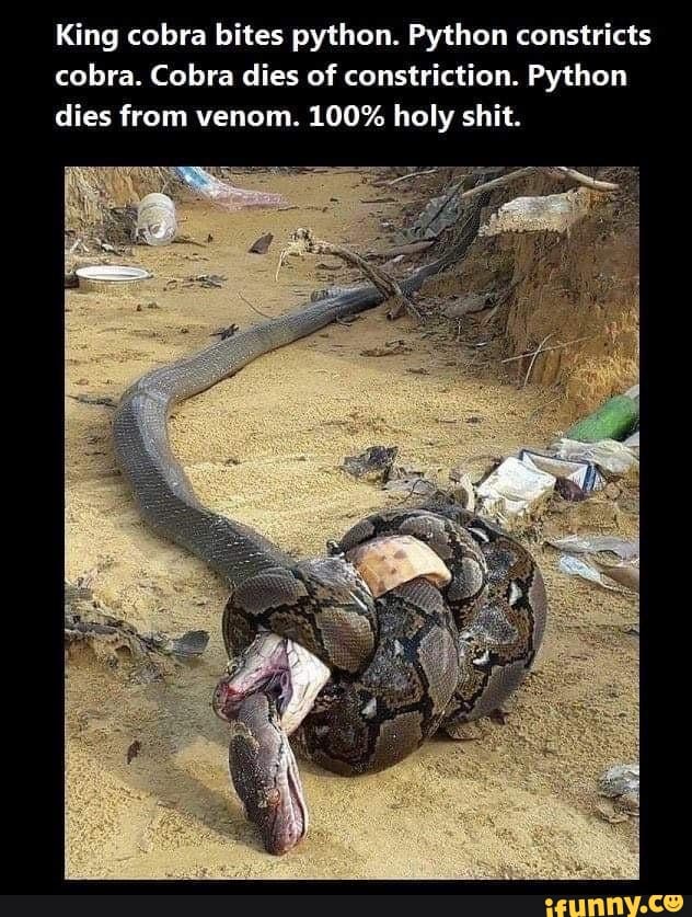 King cobra bites python. Python constricts cobra. Cobra dies of ...