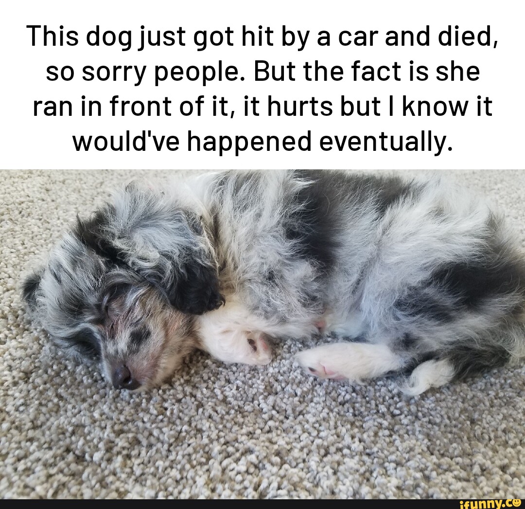 This dog just got hit by a car and died, so sorry people. But the fact ...