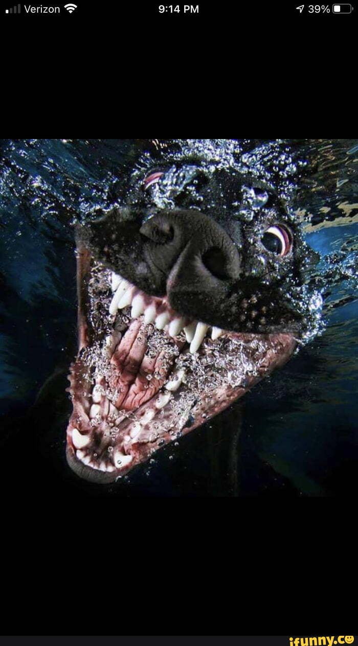 Underwater_dogs memes. Best Collection of funny Underwater_dogs ...