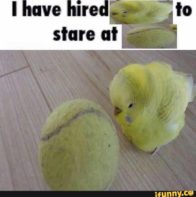 Funny Budgie Memes