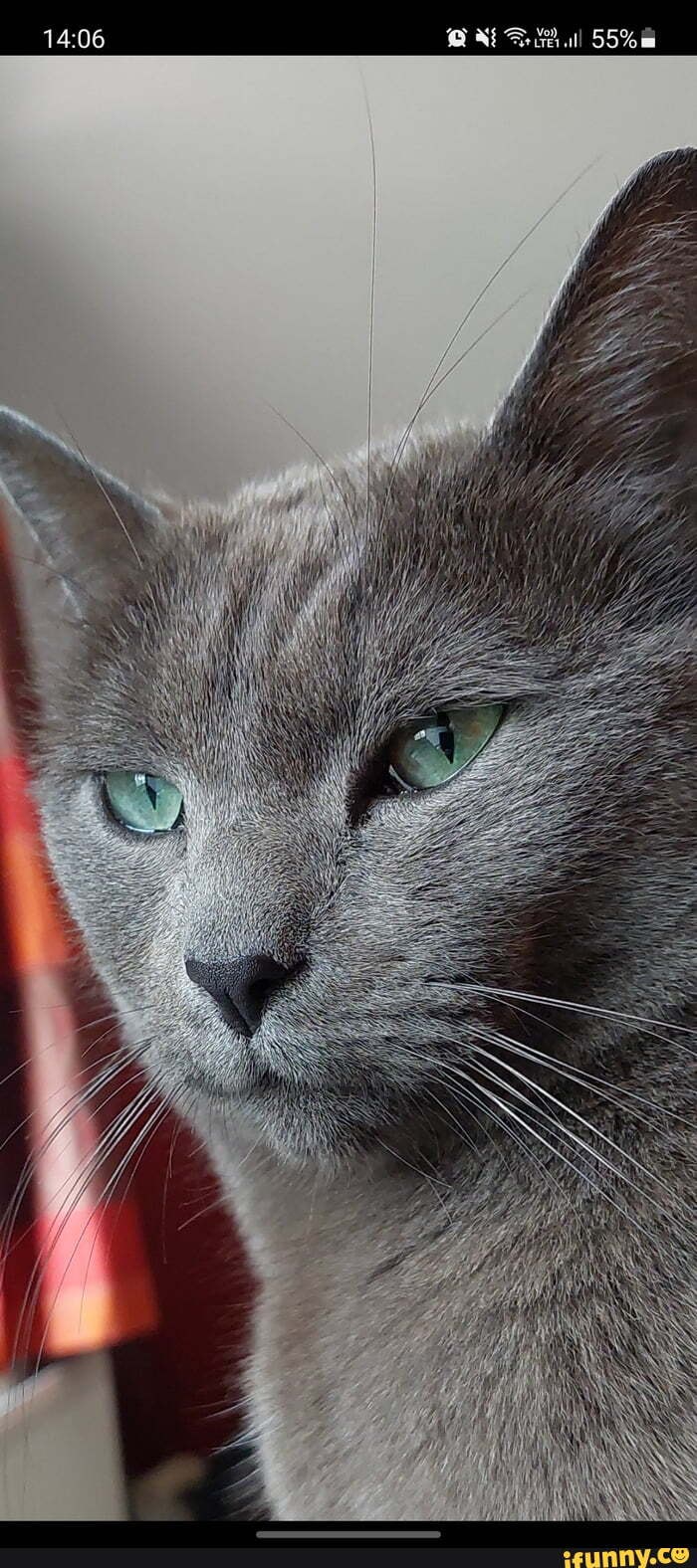 Russian_blue memes. Best Collection of funny Russian_blue pictures on ...