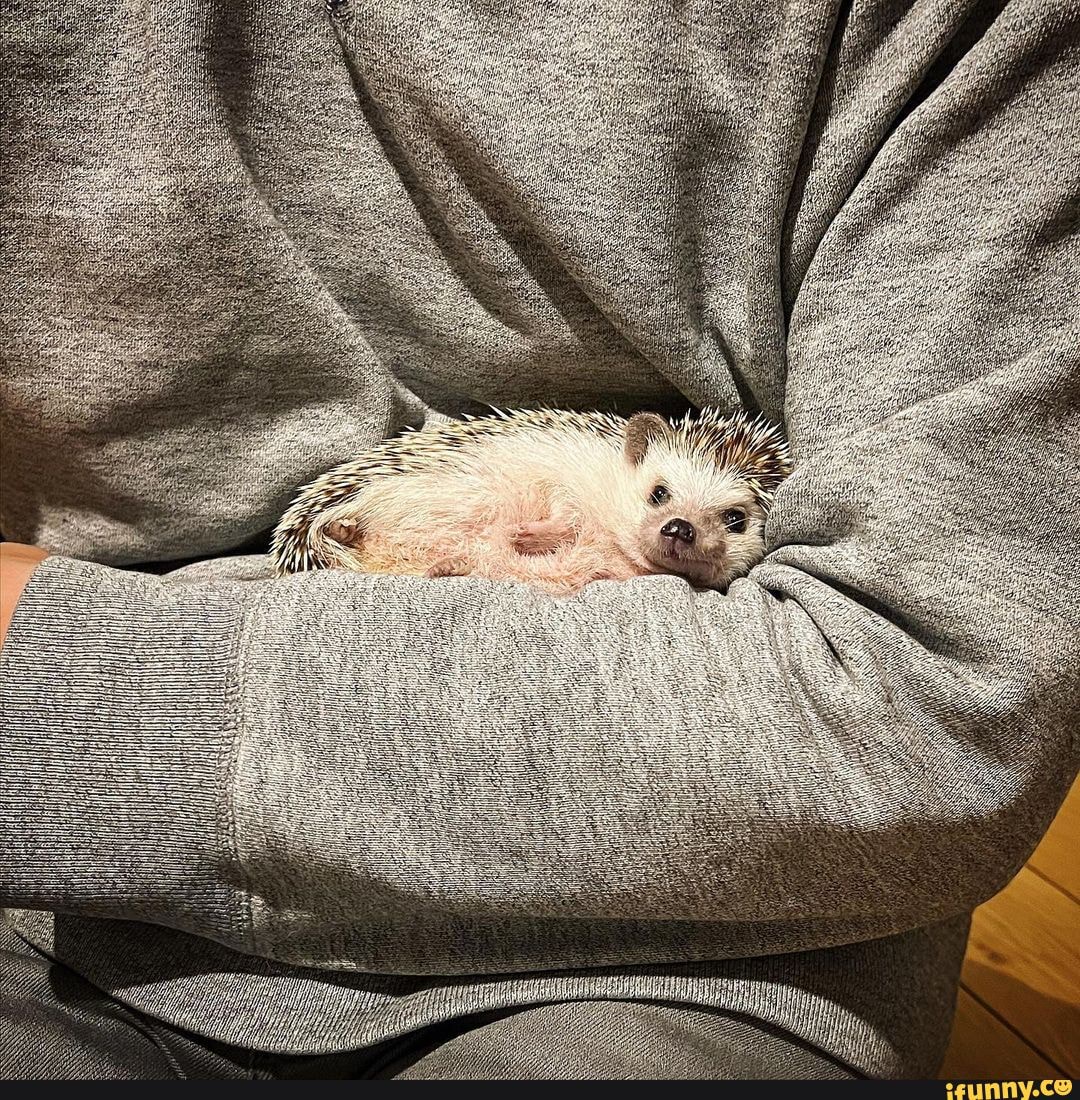 Monaca memes. Best Collection of funny Monaca pictures on iFunny