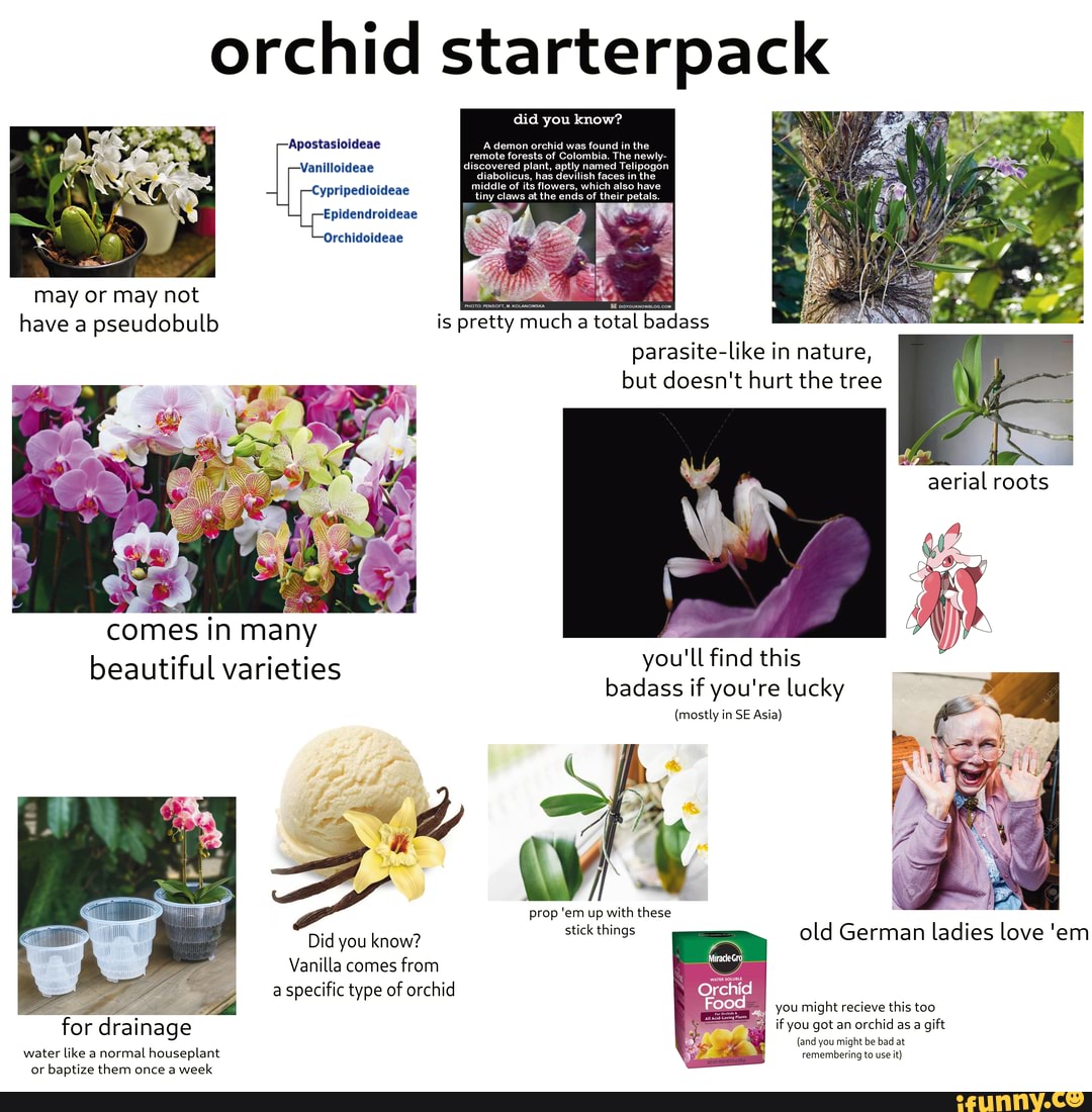 Orchidoideae memes. Best Collection of funny Orchidoideae pictures on ...