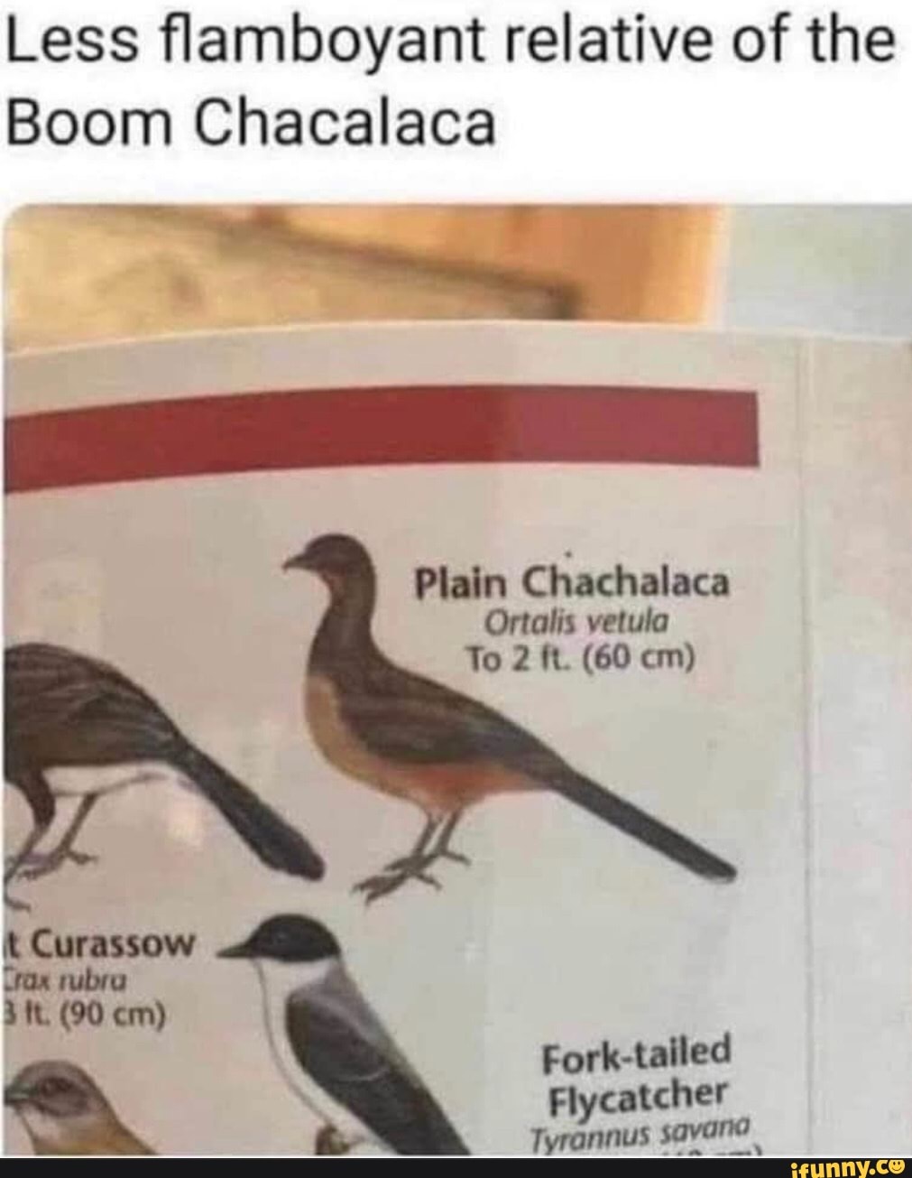 Less flamboyant relative of the Boom Chacalaca Plain Chachalaca OF ...