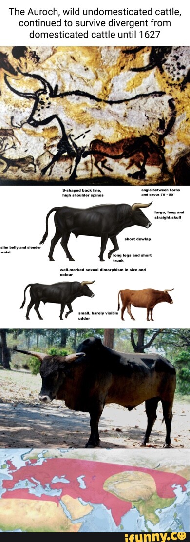 Divergent memes. Best Collection of funny Divergent pictures on iFunny