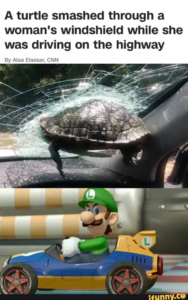 A turtle smashed through a woman's windshield while she was driving on ...
