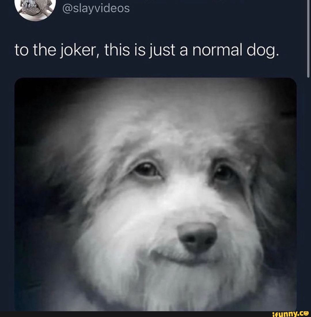 To the joker, this is just a normal dog. - iFunny