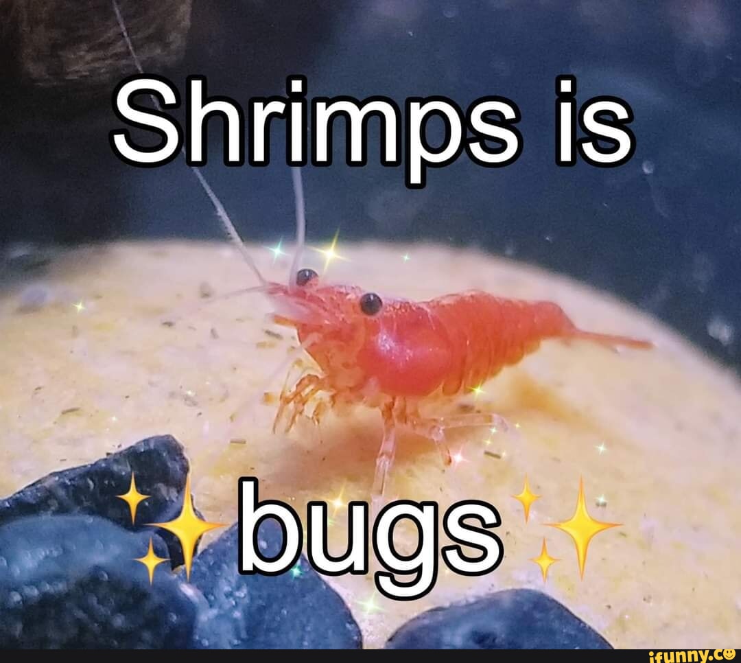 Shrimps memes. Best Collection of funny Shrimps pictures on iFunny