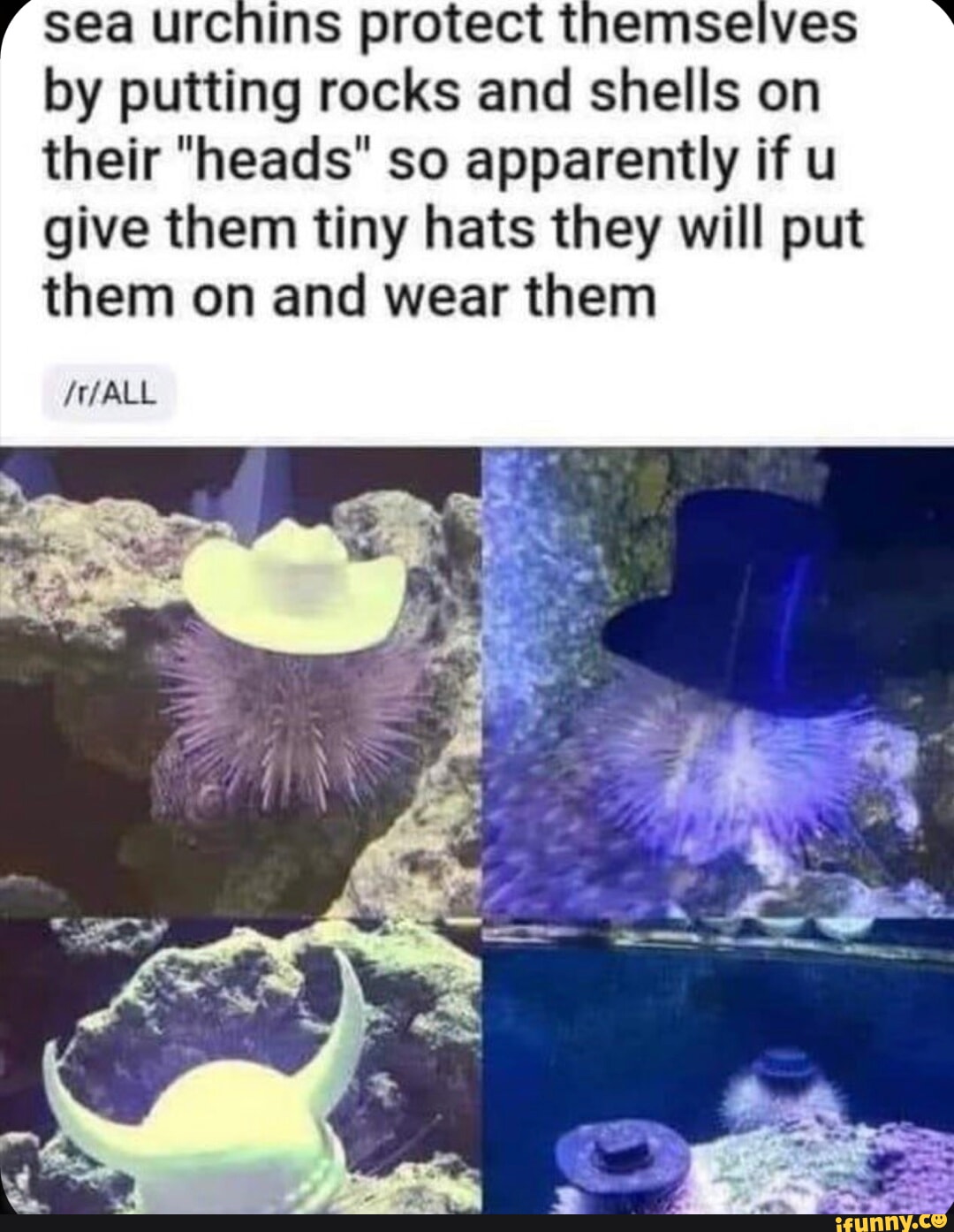 Someone commented that Donald Trump stands like a centaur without its ...