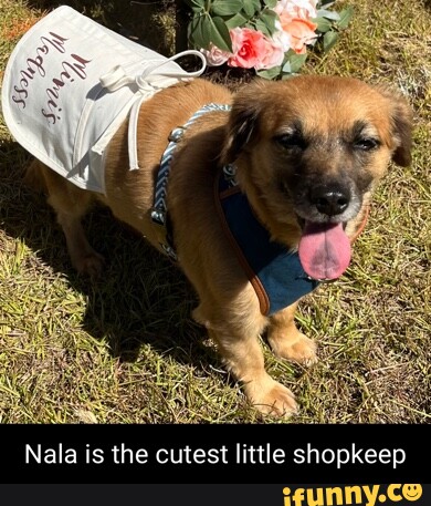 Nala memes. Best Collection of funny Nala pictures on iFunny