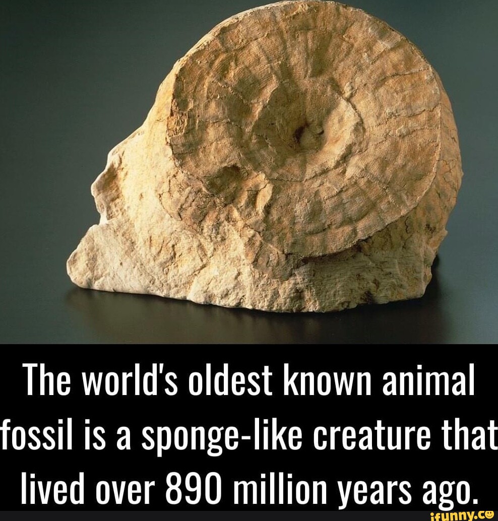 The world's oldest known animal fossil is a sponge-like creature that lived over 890 million ...