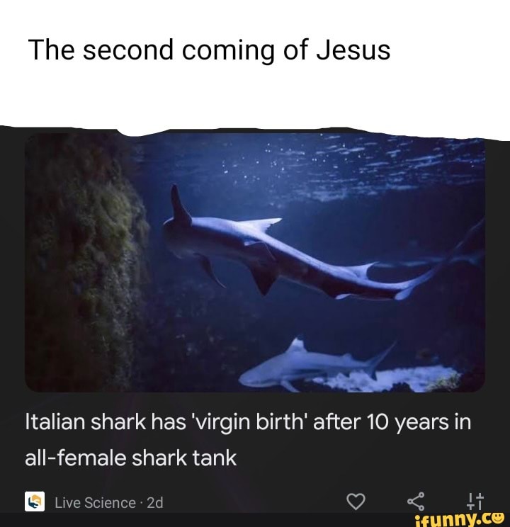 The second coming of Jesus Italian shark has 'virgin birth' after 10 ...