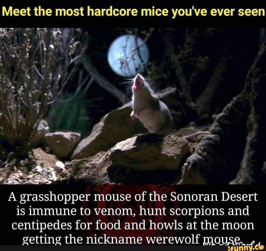 Meet the most hardcore mice you've ever seen A grasshopper mouse of the ...