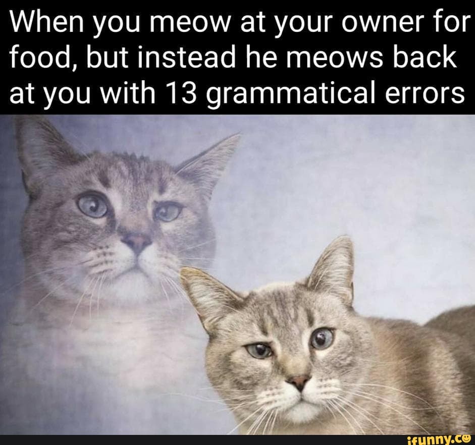 When you meow at your owner for food, but instead he meows back at you ...