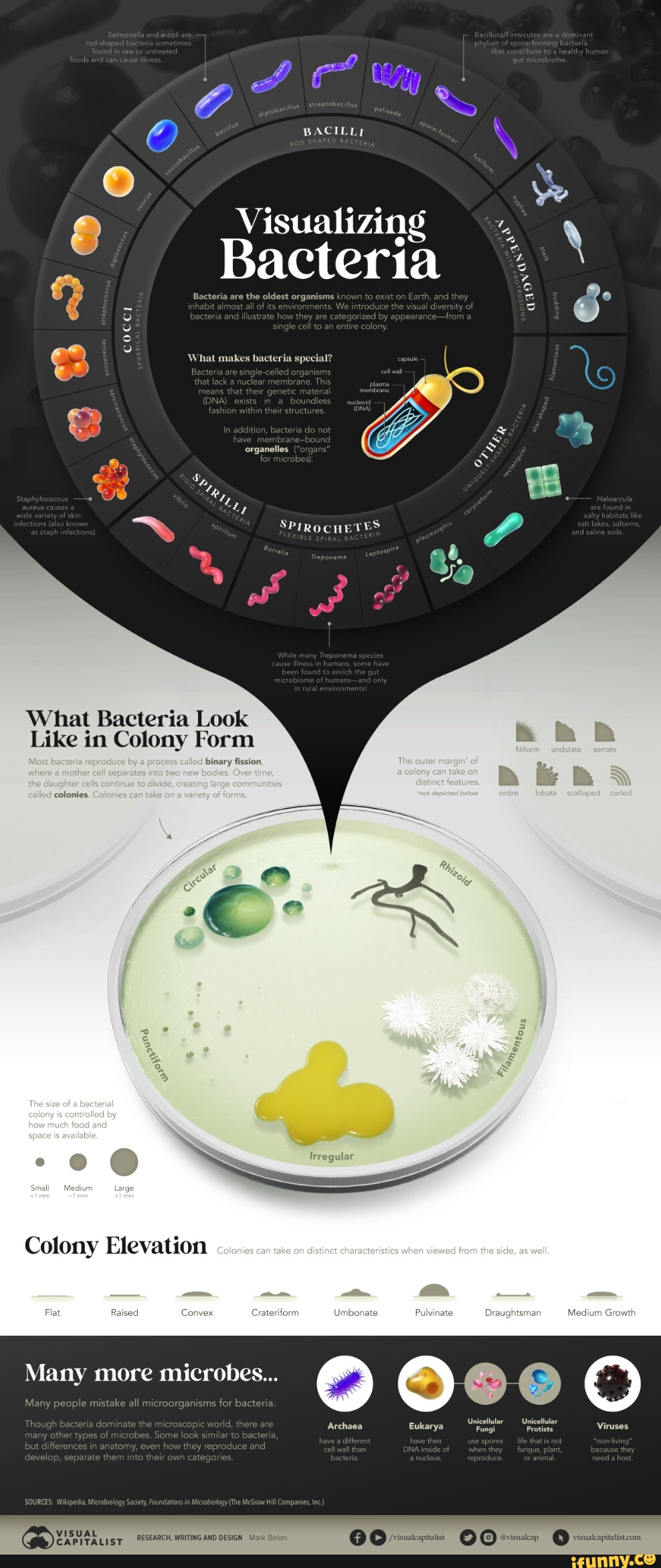 BACILLI Visualizing Bacteria Bacteria are the oldest organisms coccr ...