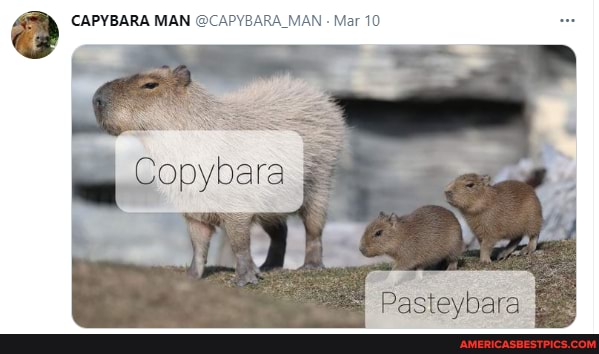 Lookatim - CAPYBARA MAN @CAPYBARA MAN Mar 10 - America’s best pics and ...