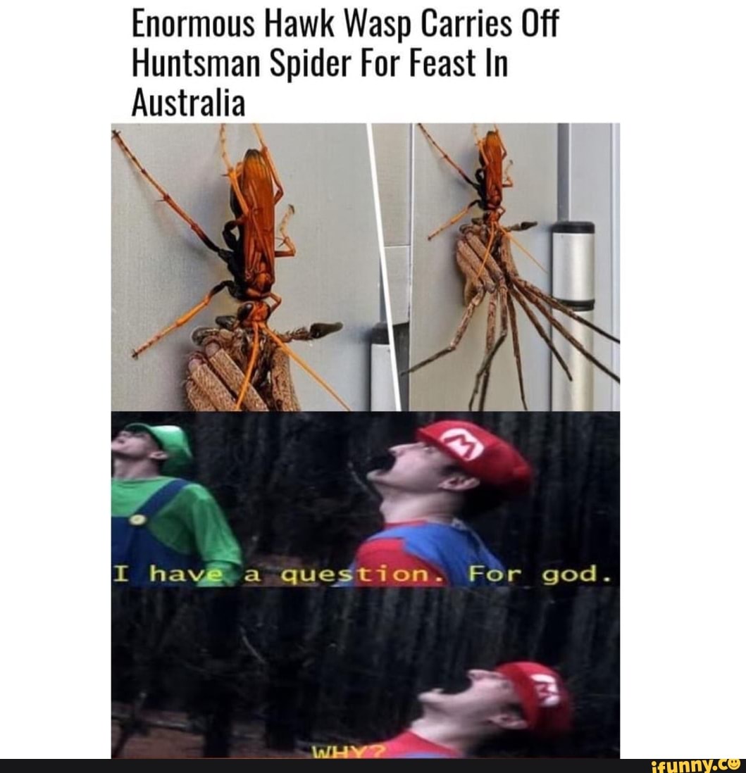 Enormous Hawk Wasp Carries Off Huntsman Spider For Feast In Australia I ...