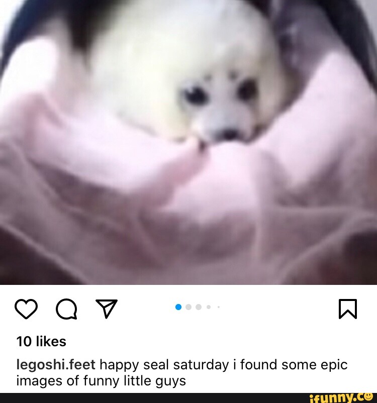 9 AV 10 likes legoshi.feet happy seal saturday i found some epic images ...