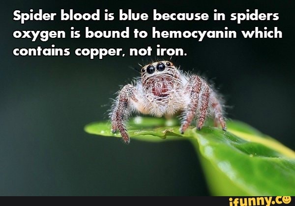Spider blood is blue because in spiders oxygen is bound to hemocyanin ...