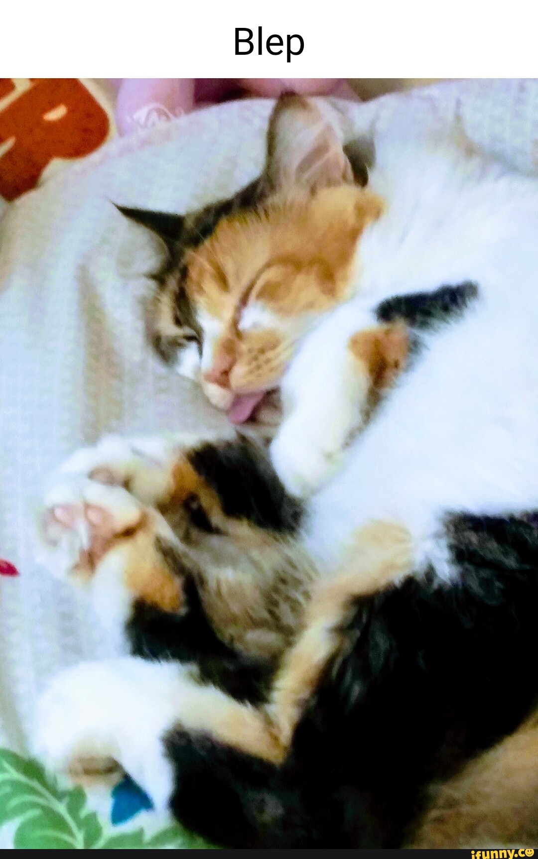 Blep memes. Best Collection of funny Blep pictures on iFunny