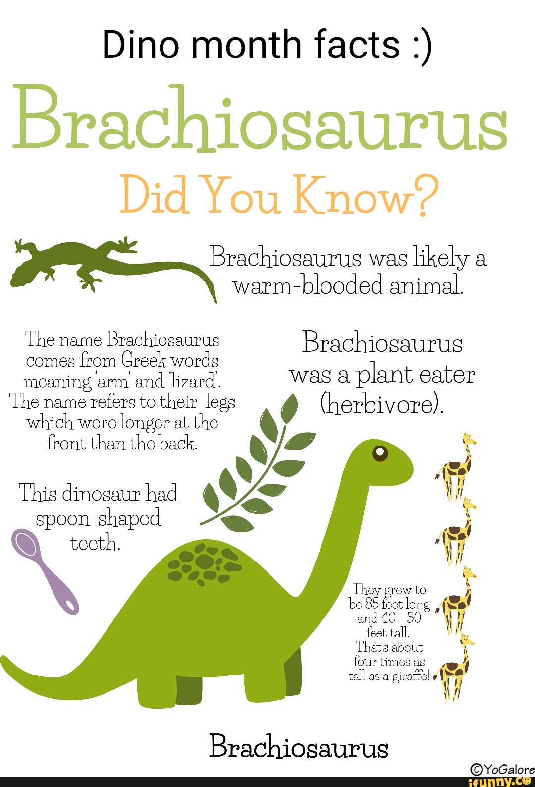 Dino month facts Brachiosaurus Did You Know? Brachiosaurus was likely a ...