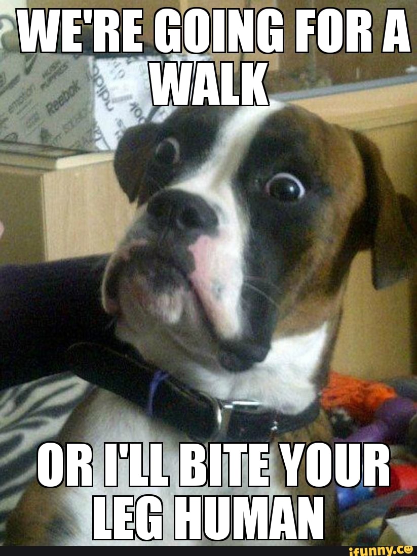 Baffledboxer memes. Best Collection of funny Baffledboxer pictures on ...