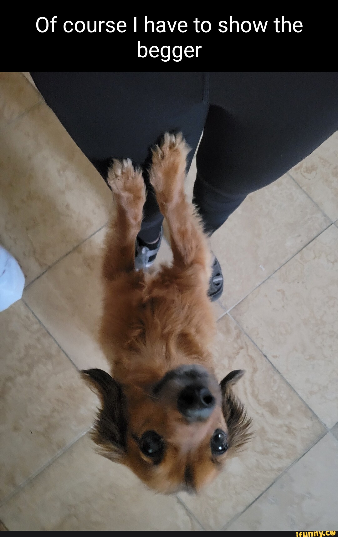 Begger memes. Best Collection of funny Begger pictures on iFunny