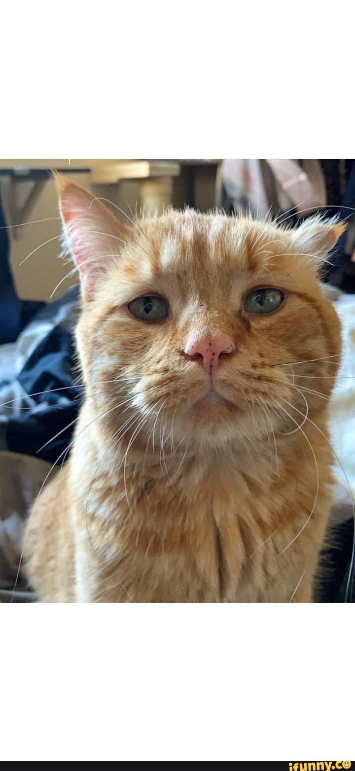 Ohhh Cat Meme
