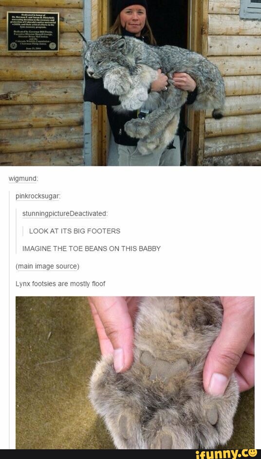 Types of Brooms and their uses - iFunny