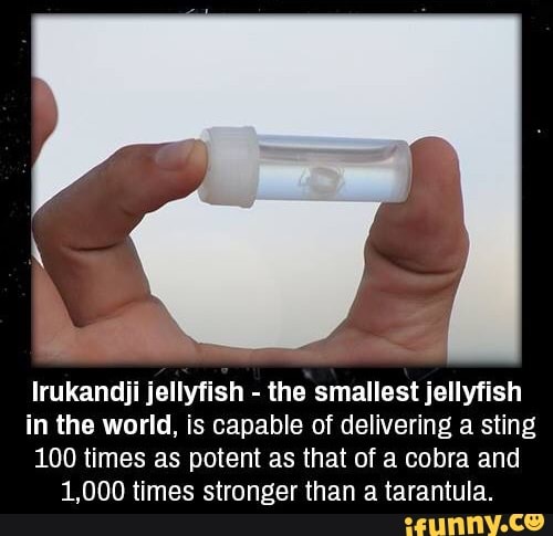 Irukandji jellyfish - the smallest jellyfish in the world, is capable of delivering a sting 100 ...