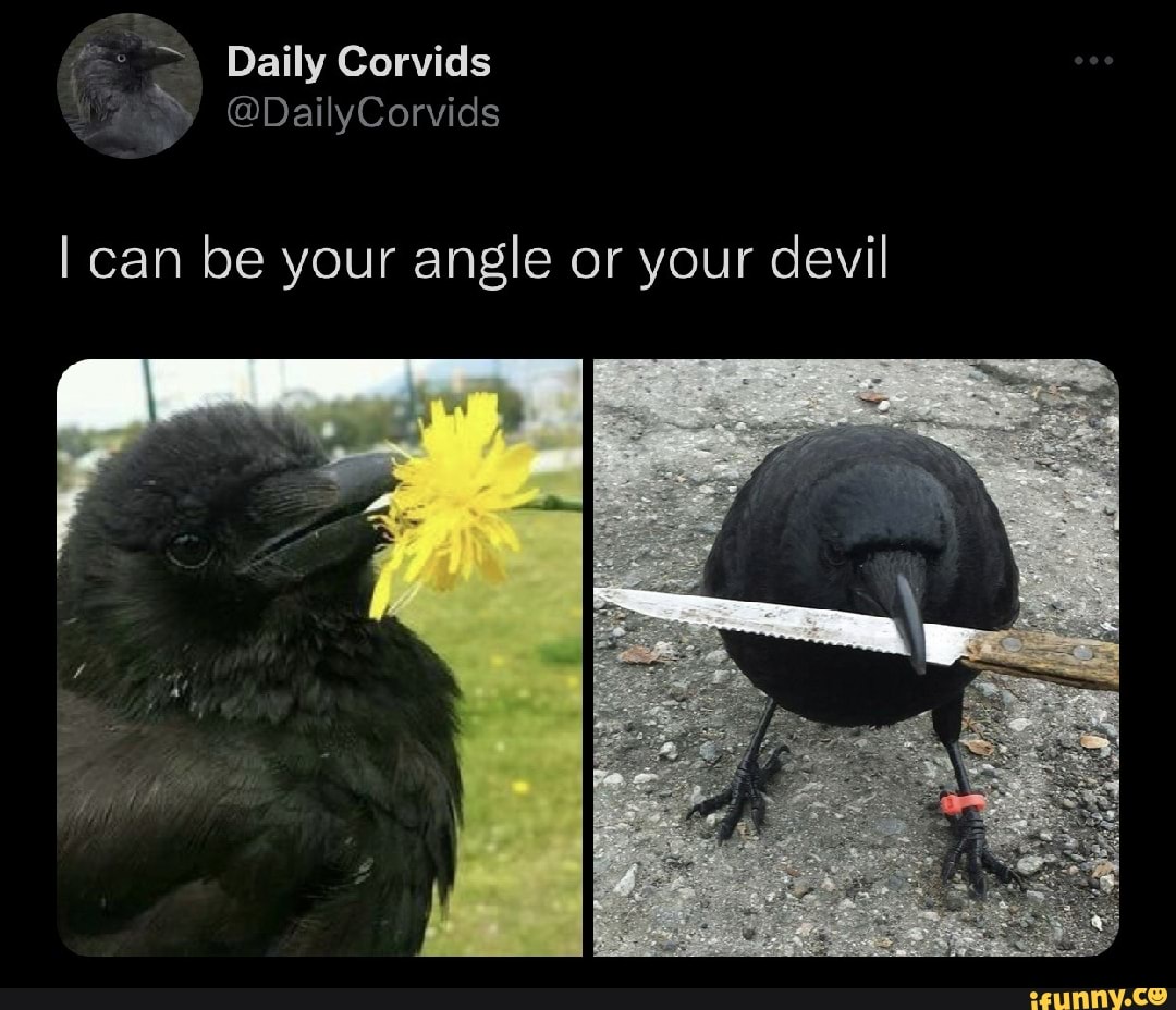 Corvids memes. Best Collection of funny Corvids pictures on iFunny