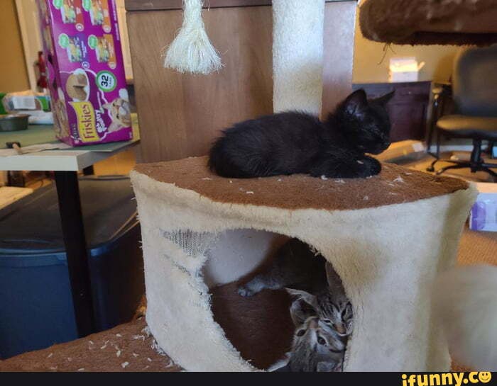 Romping memes. Best Collection of funny Romping pictures on iFunny