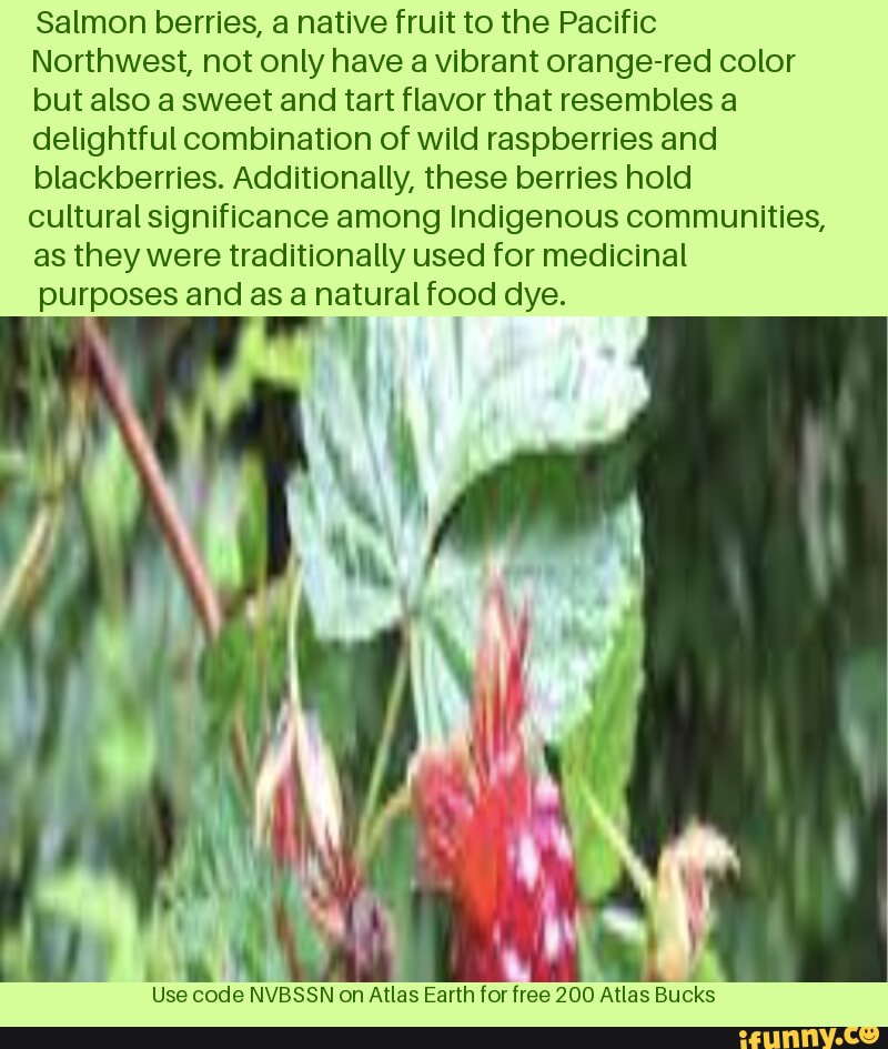 Salmon berries, a native fruit to the Pacific Northwest, not only have ...