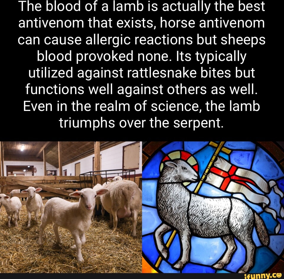 The blood of a lamb is actually the best antivenom that exists, horse ...