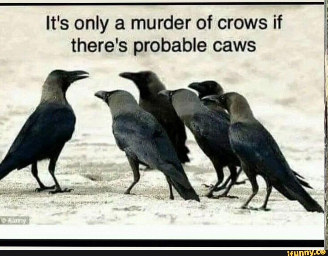 Crows memes. Best Collection of funny Crows pictures on iFunny