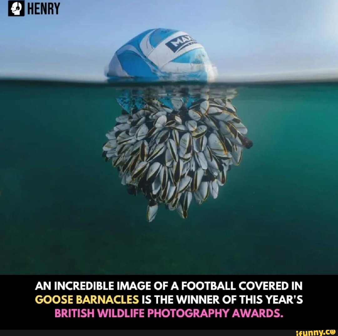 AN INCREDIBLE IMAGE OF A FOOTBALL COVERED IN GOOSE BARNACLES IS THE ...