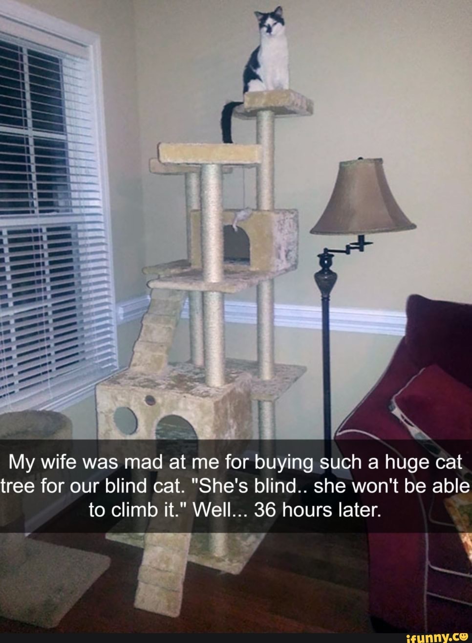 Venetian Blind Cat Meme