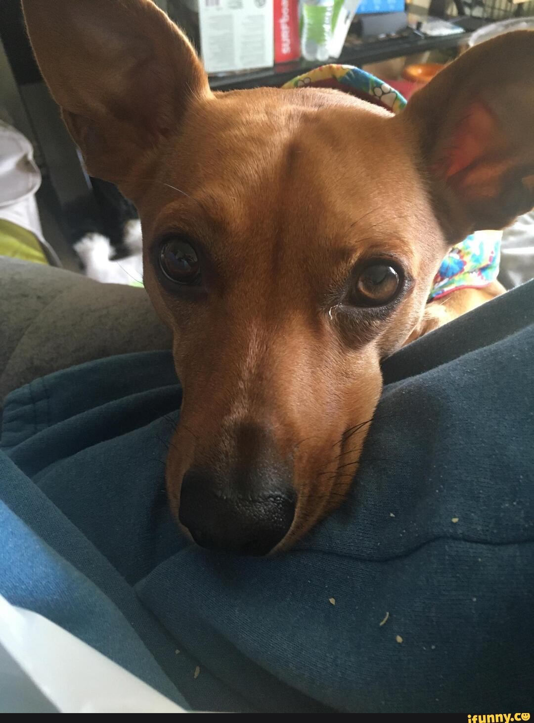 Emotional_support_animal memes. Best Collection of funny Emotional ...