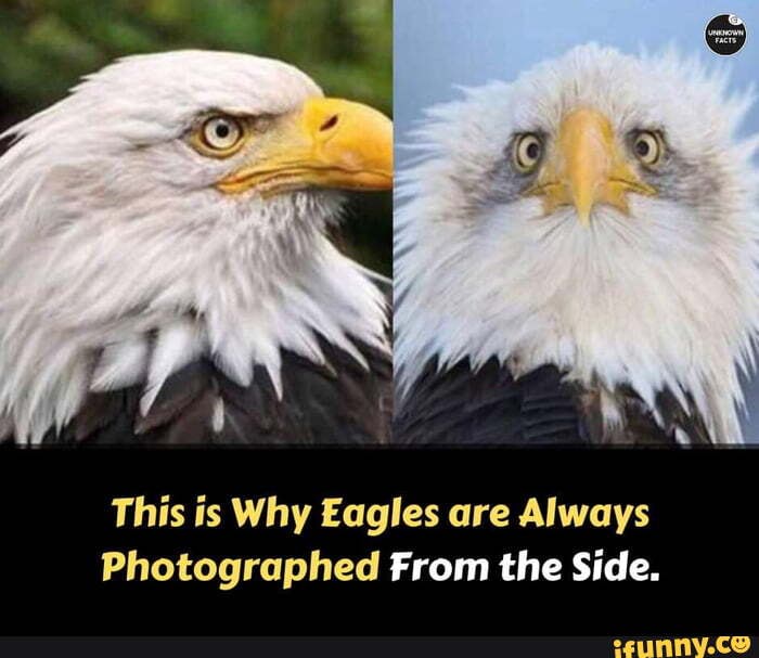 If This is Why Eagles are Always Photographed From the Side. - iFunny